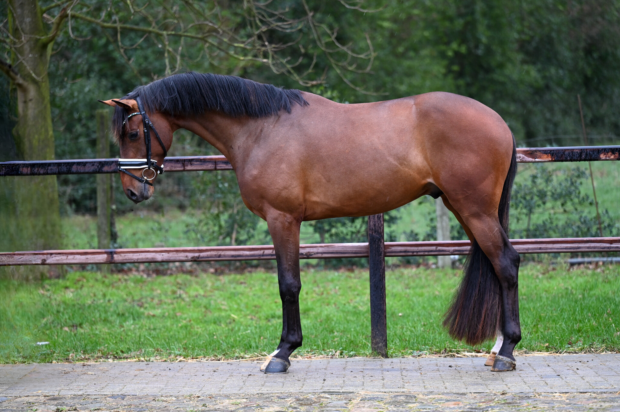 Auction details - ESHA